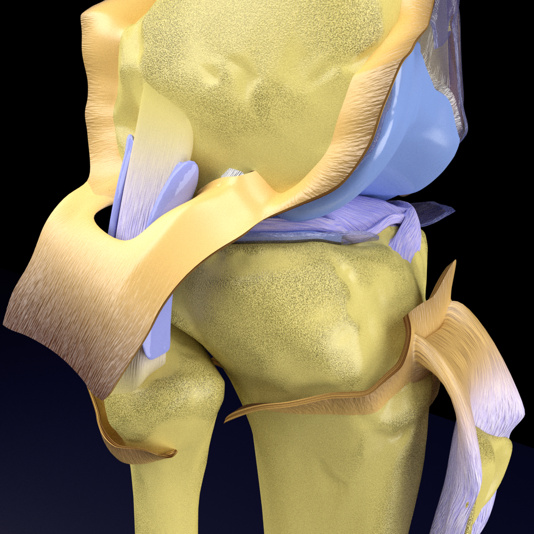 Right knee joint cut open 3D model - TurboSquid 1653242
