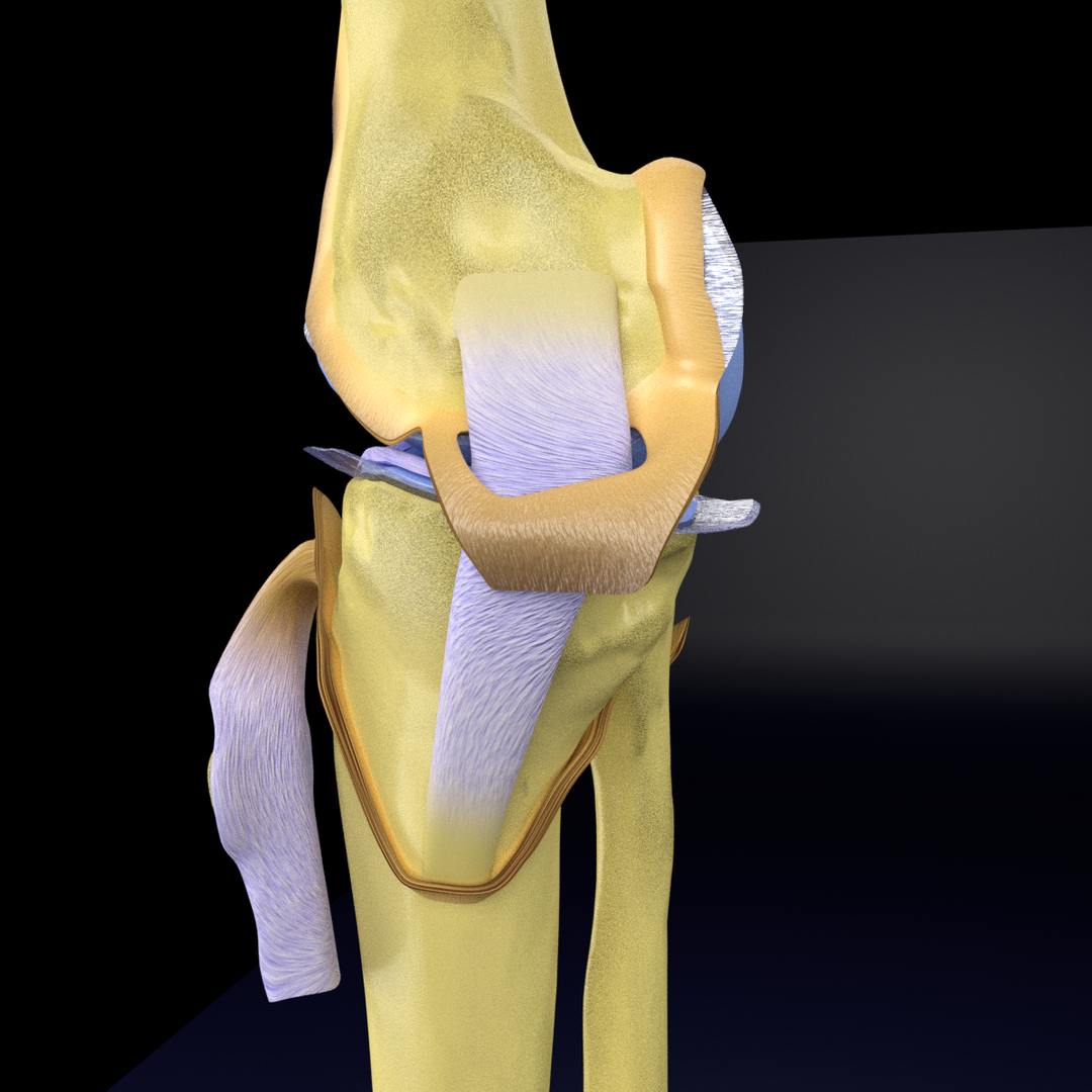 Right knee joint cut open 3D model - TurboSquid 1653242