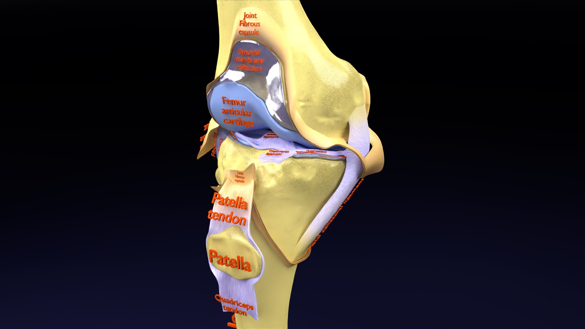 Right knee joint cut open 3D model - TurboSquid 1653242