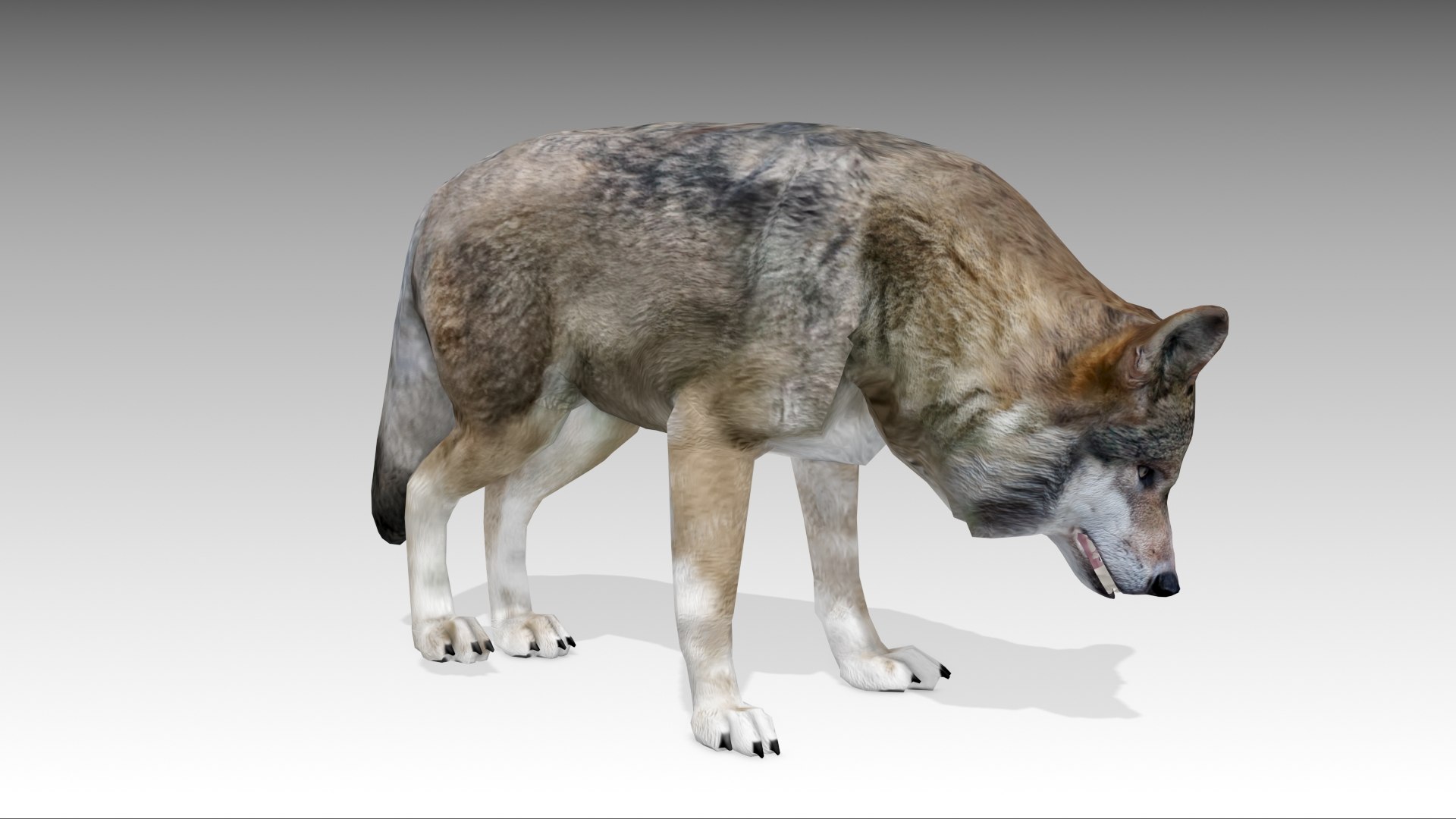 Gray Wolf 3D Model - TurboSquid 1727832