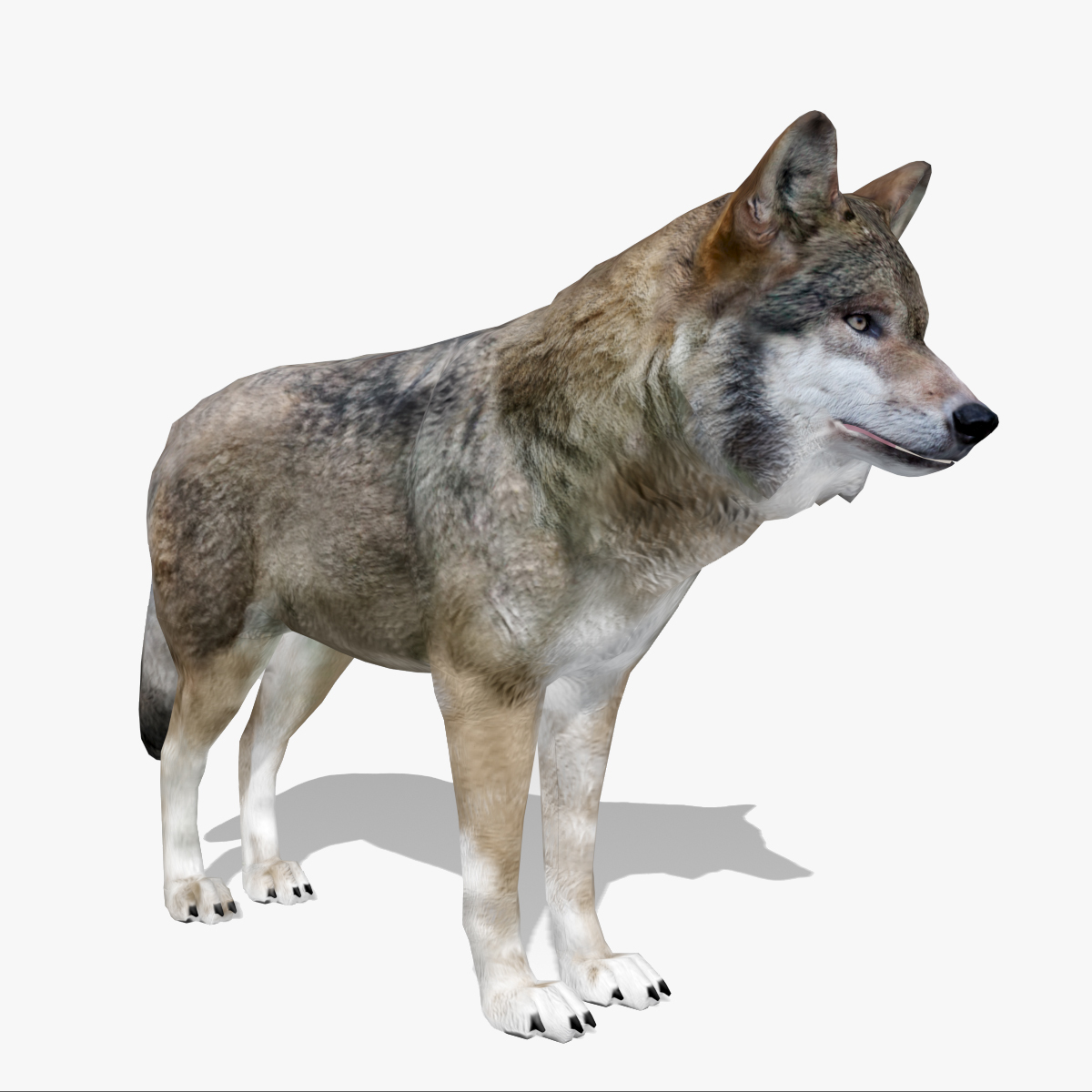Gray wolf 3D model - TurboSquid 1727832