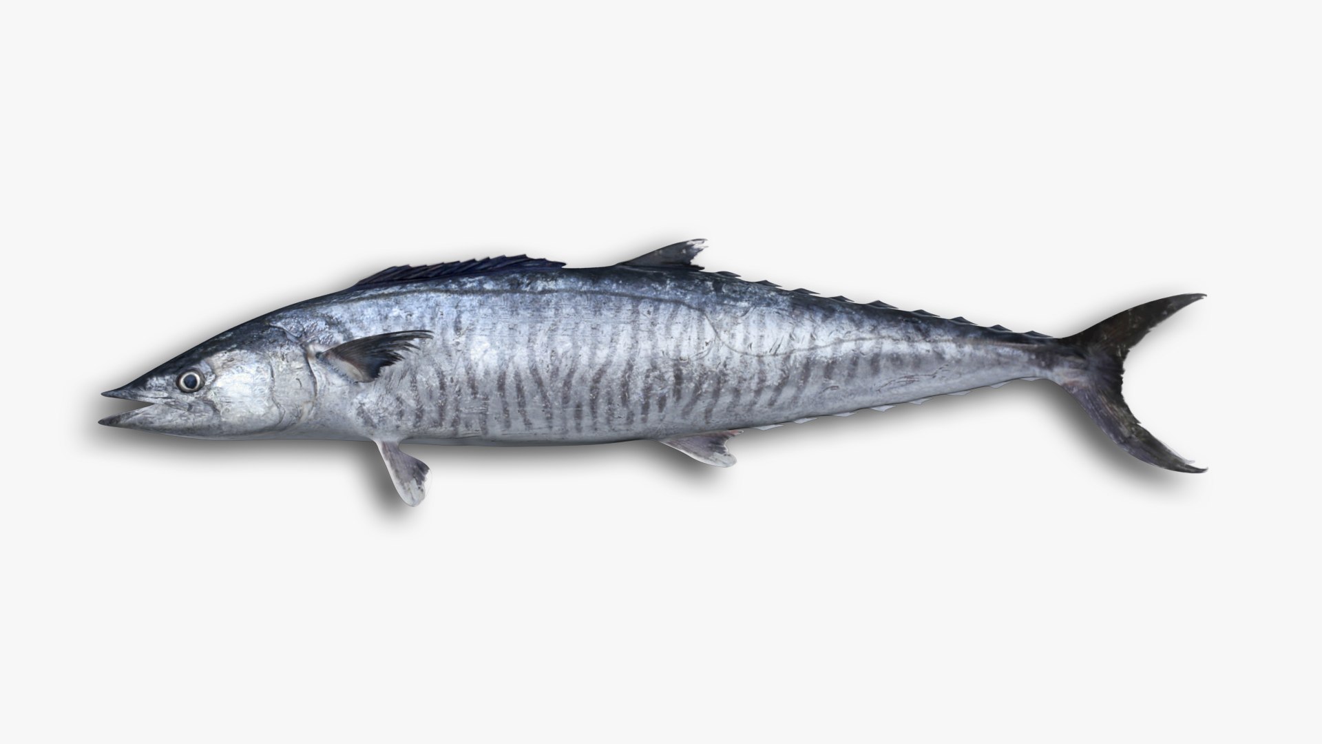 Wahoo Collection 3D Model - TurboSquid 1812598