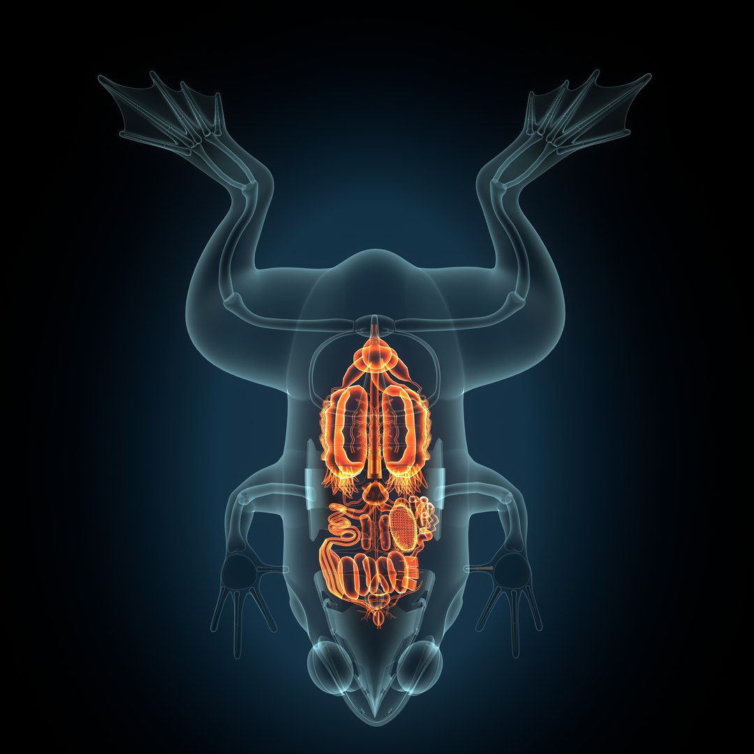 3D Blue Female Frog Anatomy System Model - TurboSquid 1827973