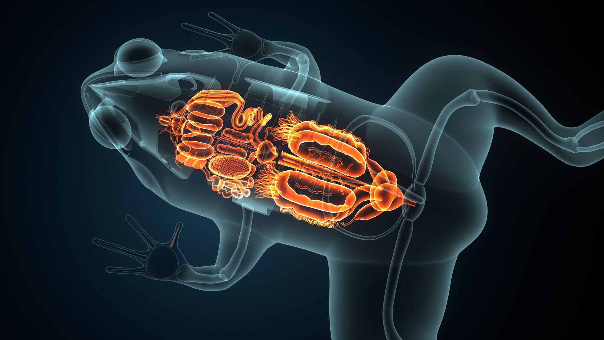 3D Blue Female Frog Anatomy System Model - TurboSquid 1827973