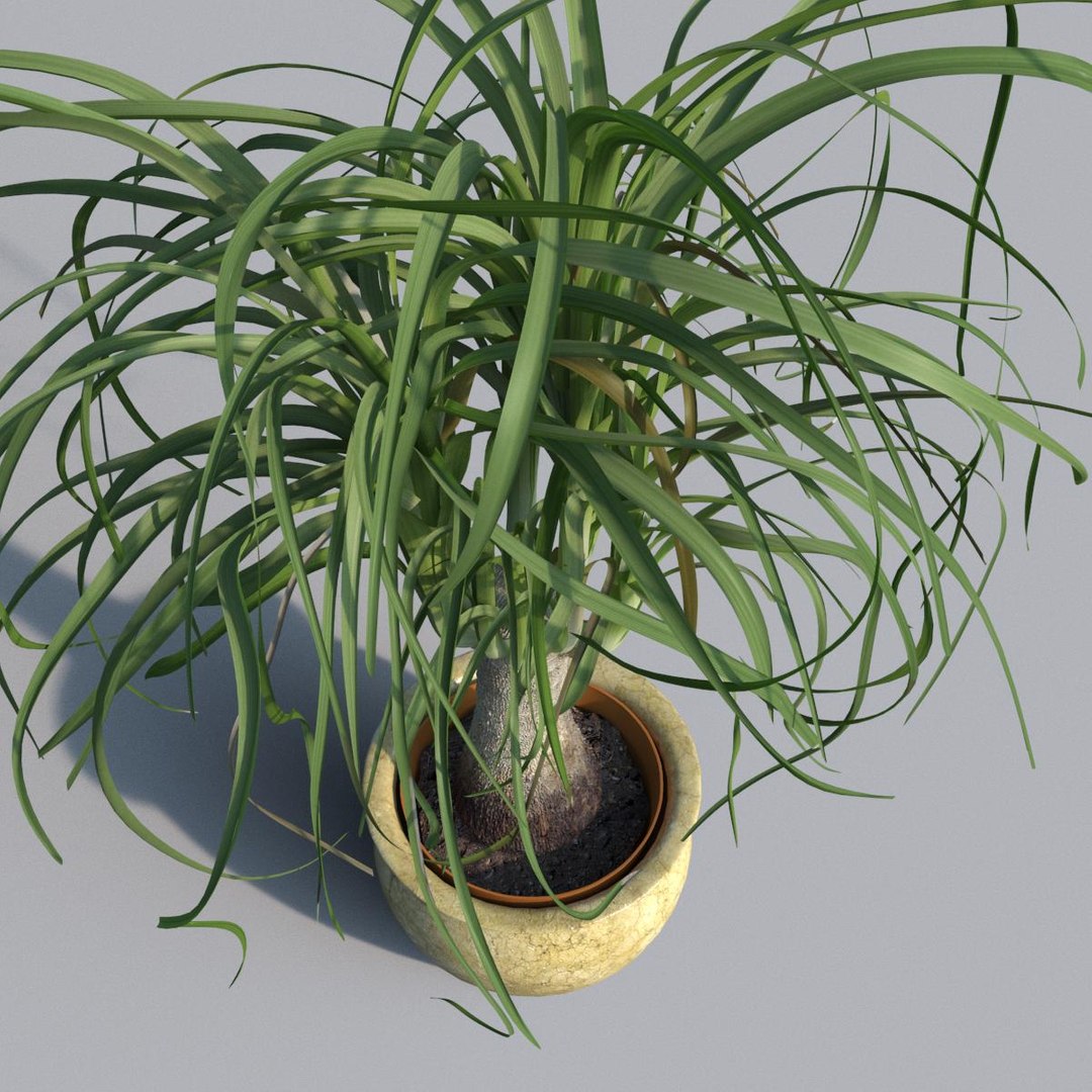 3d Plant Model