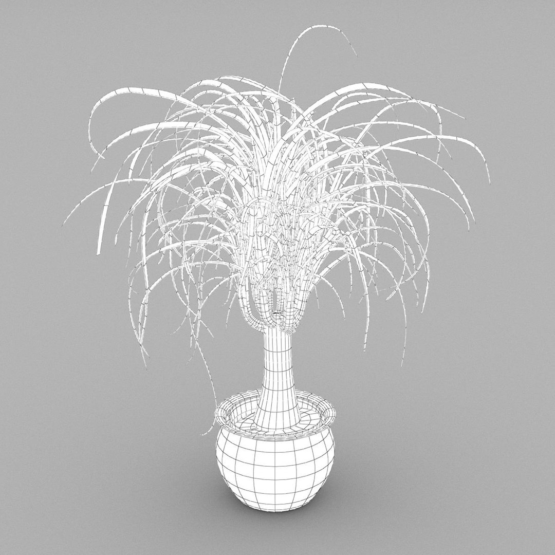 3d Plant Model