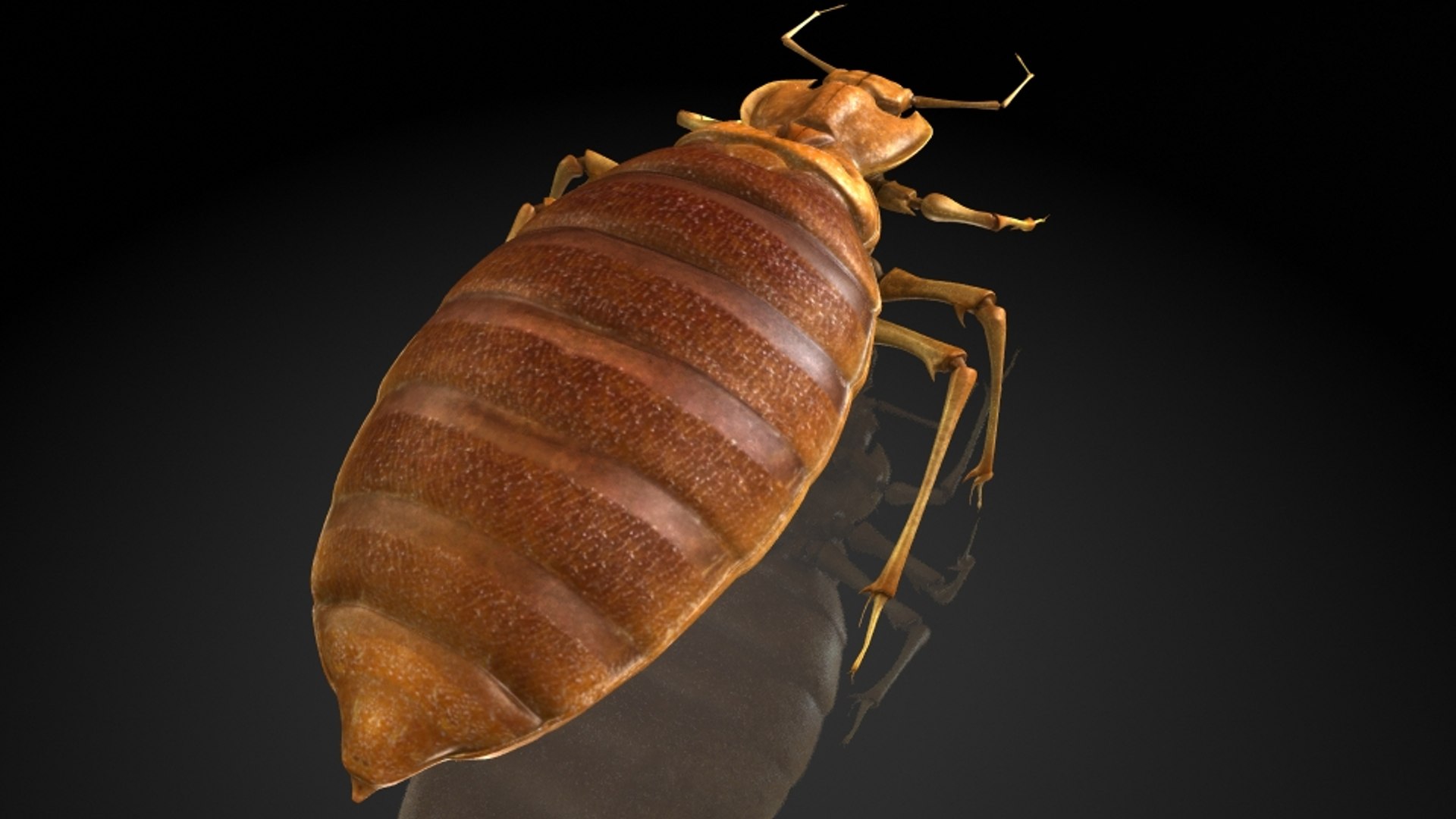 Insect 3D Model - TurboSquid 1214943