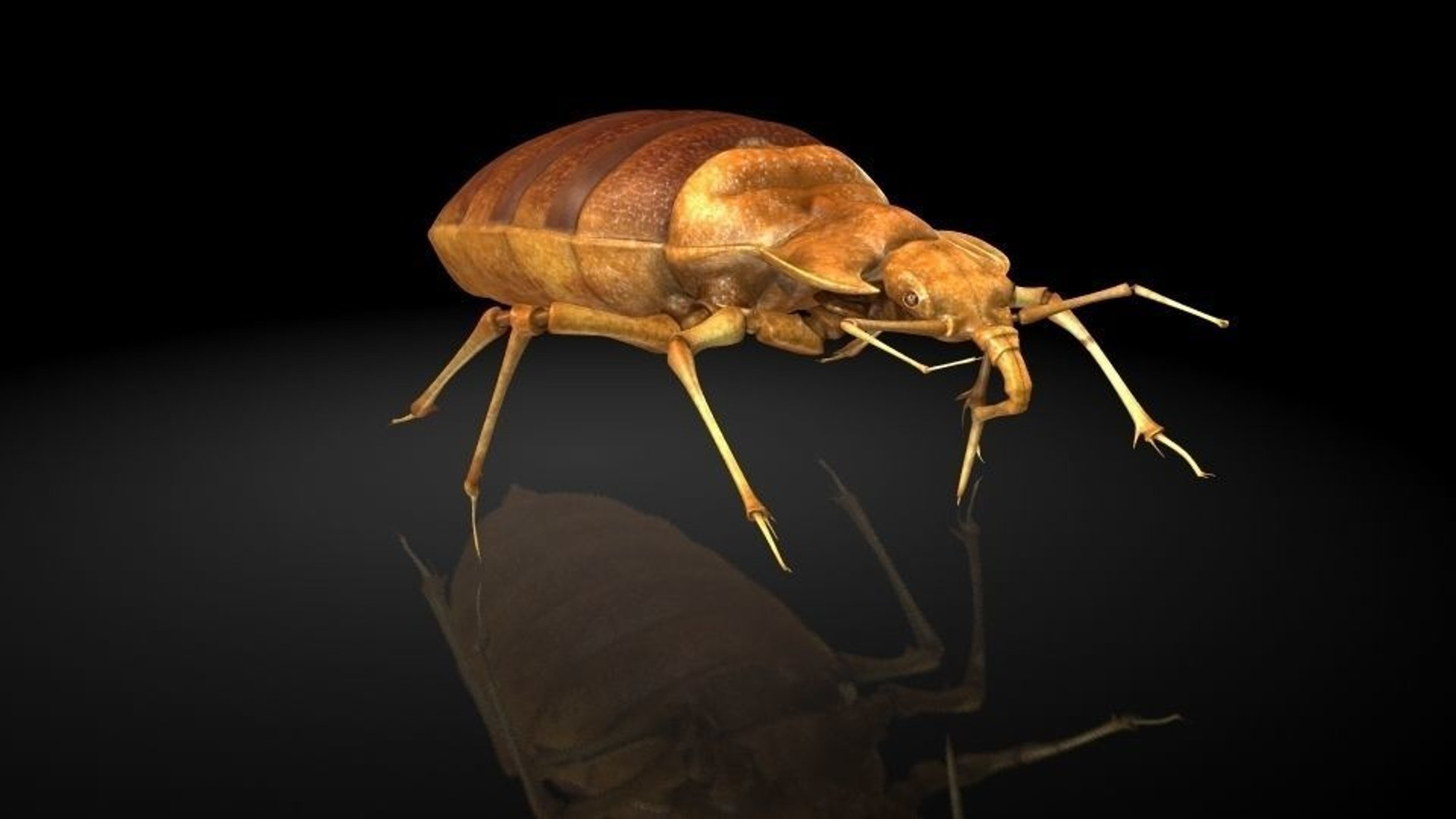 Insect 3D Model - TurboSquid 1214943
