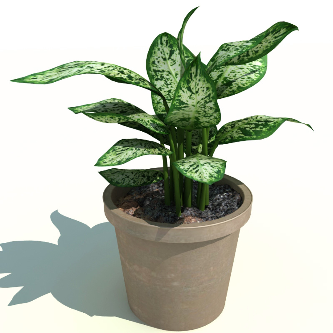 dieffenbachia picta exotica 3d model