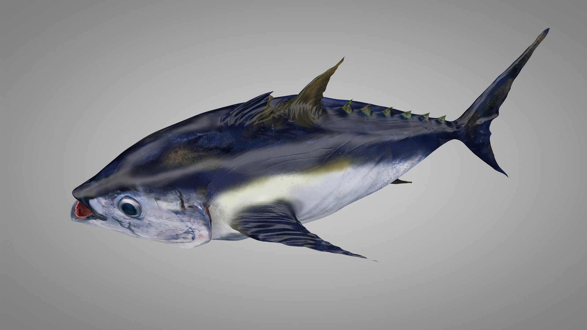 3D Tuna Fish L138 Animate Model - TurboSquid 1411862