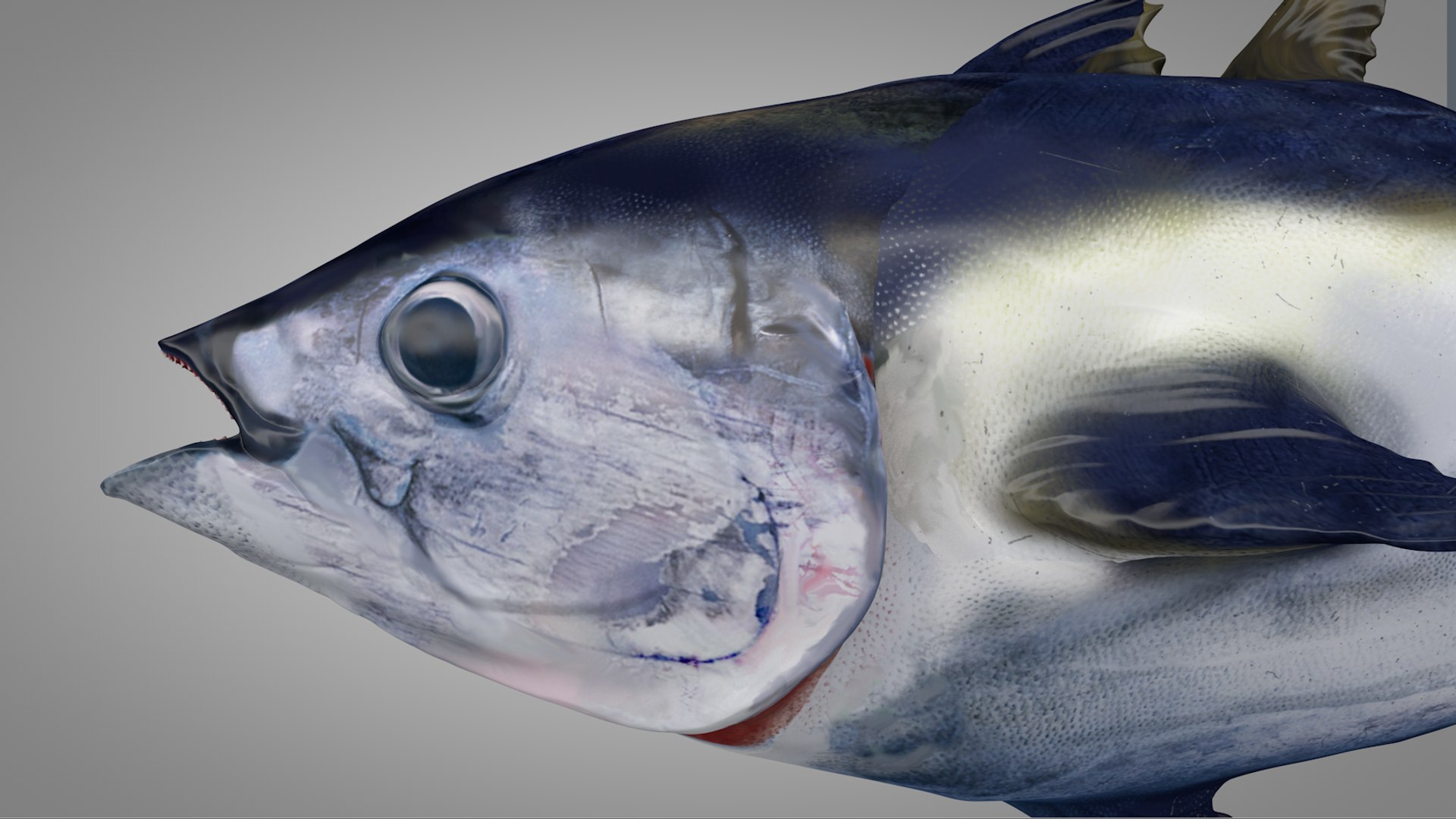 3D Tuna Fish L138 Animate Model - TurboSquid 1411862