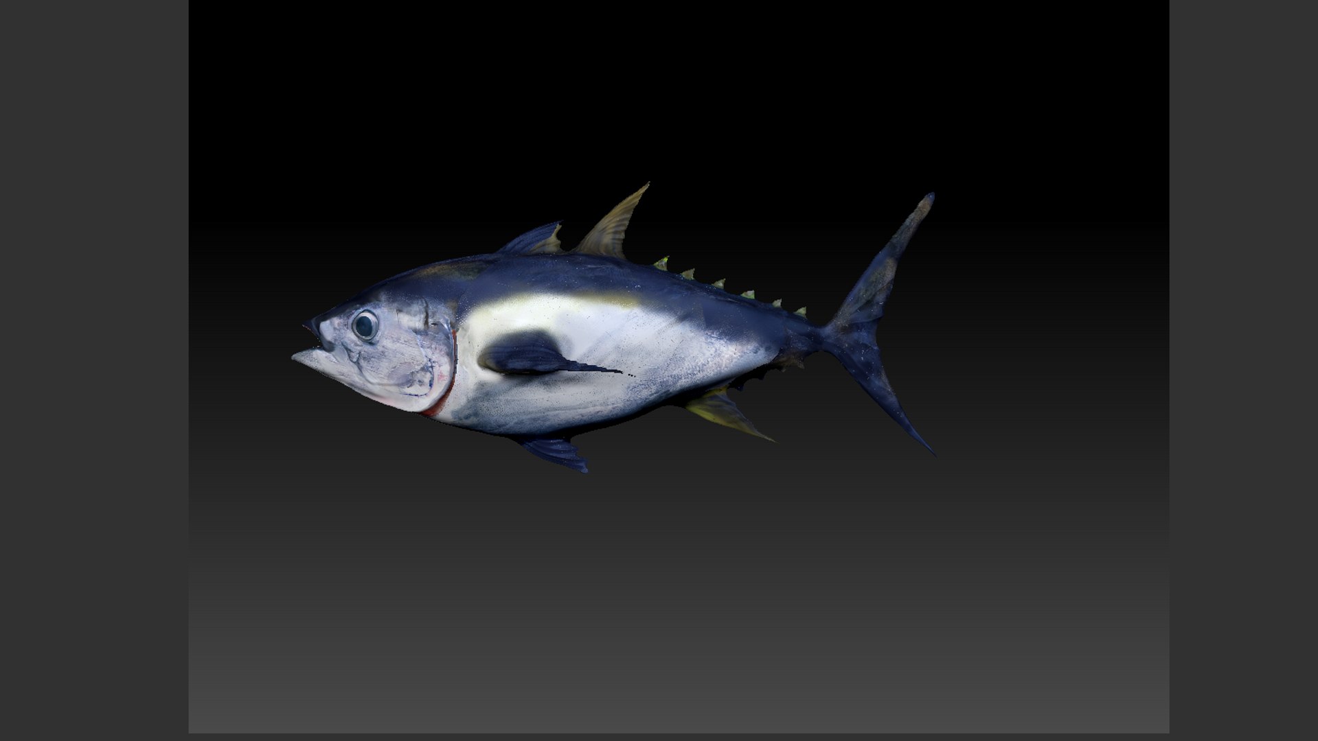 3D Tuna Fish L138 Animate Model - TurboSquid 1411862