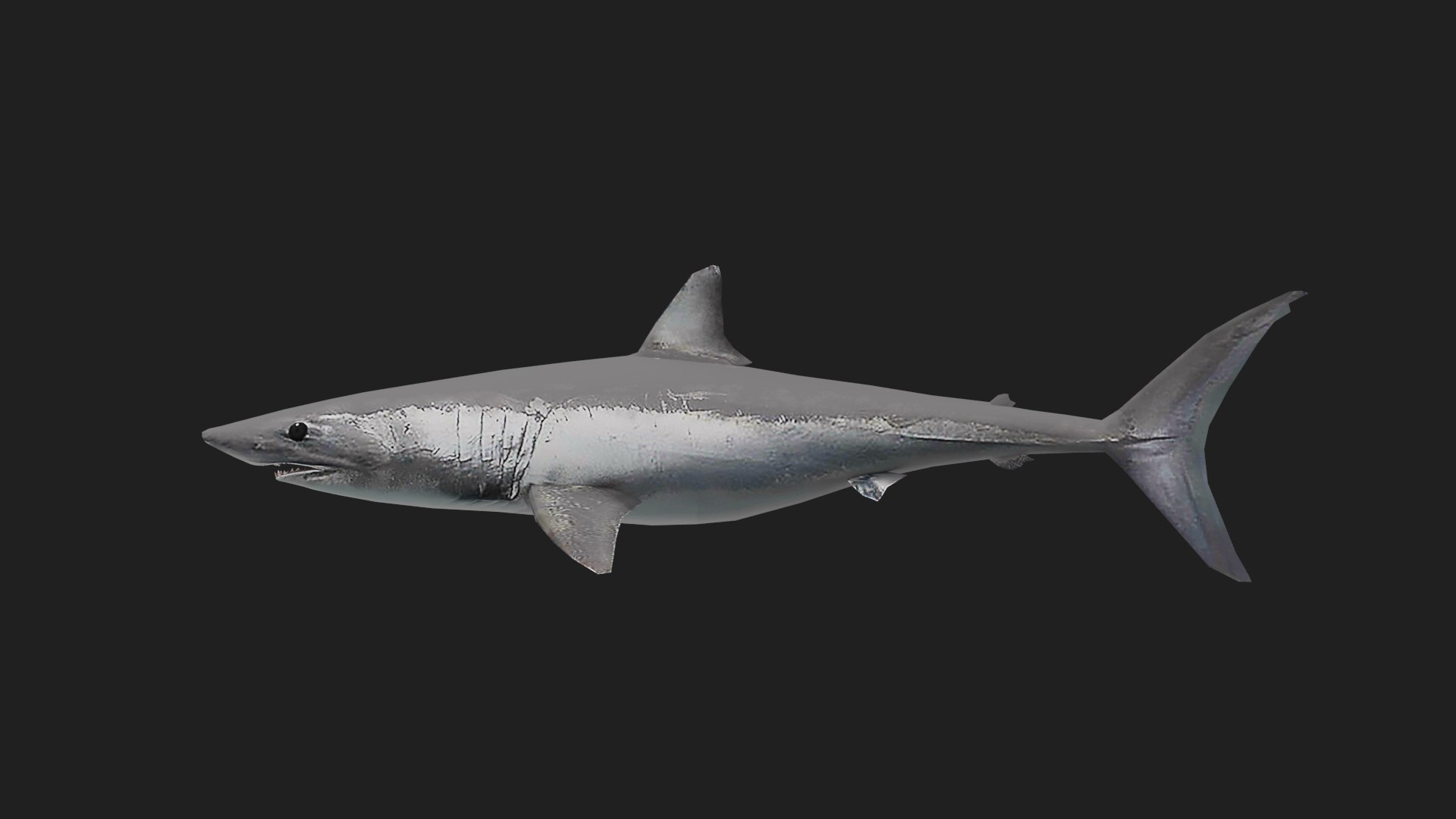 Shark Model - TurboSquid 2122890