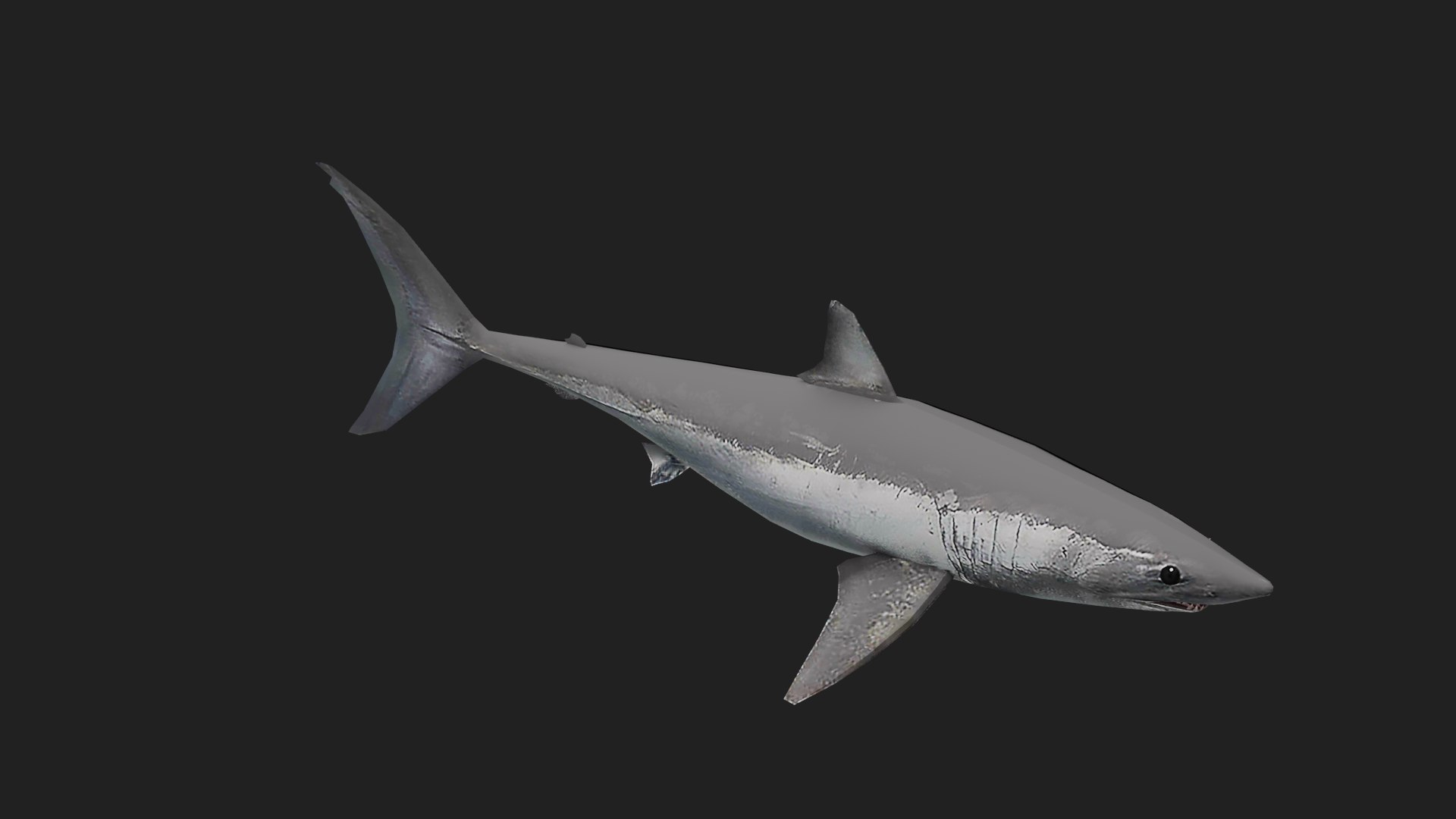 Shark Model - TurboSquid 2122890