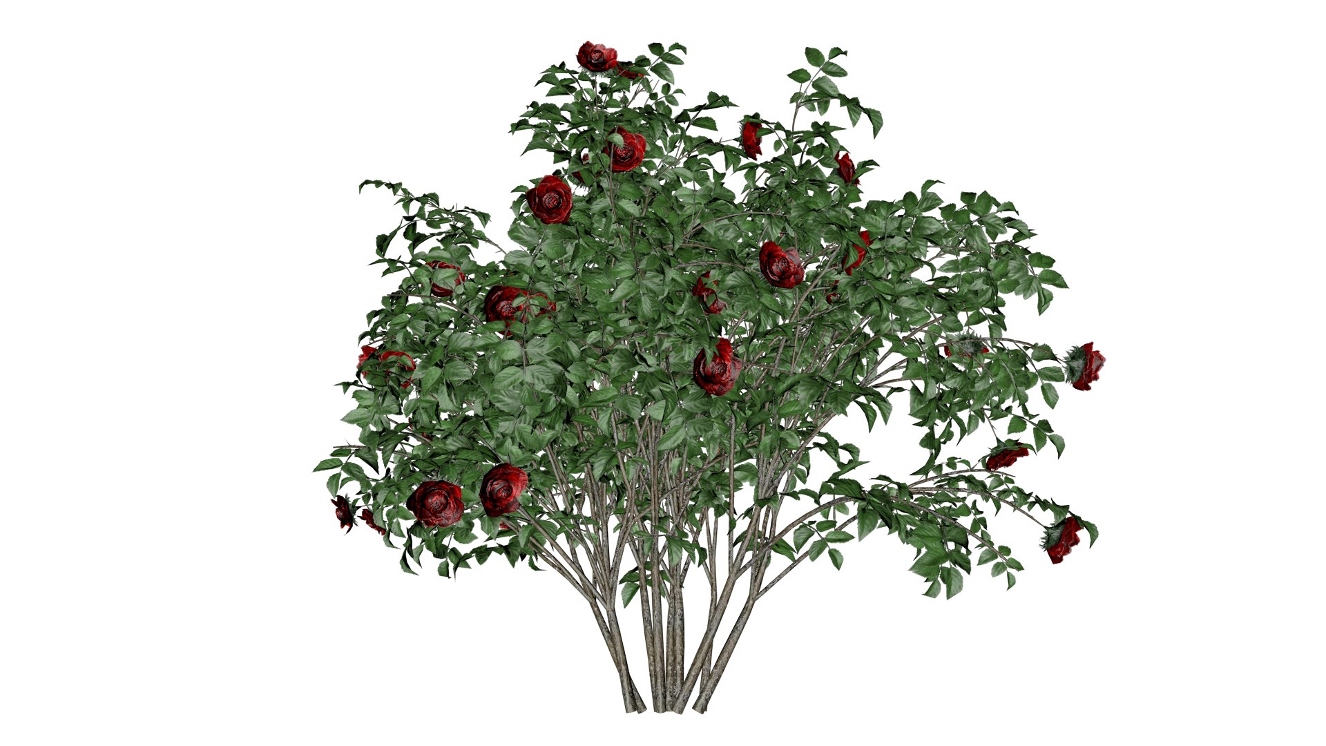 3D Red Rose Bush - 01 - Model - TurboSquid 2372844