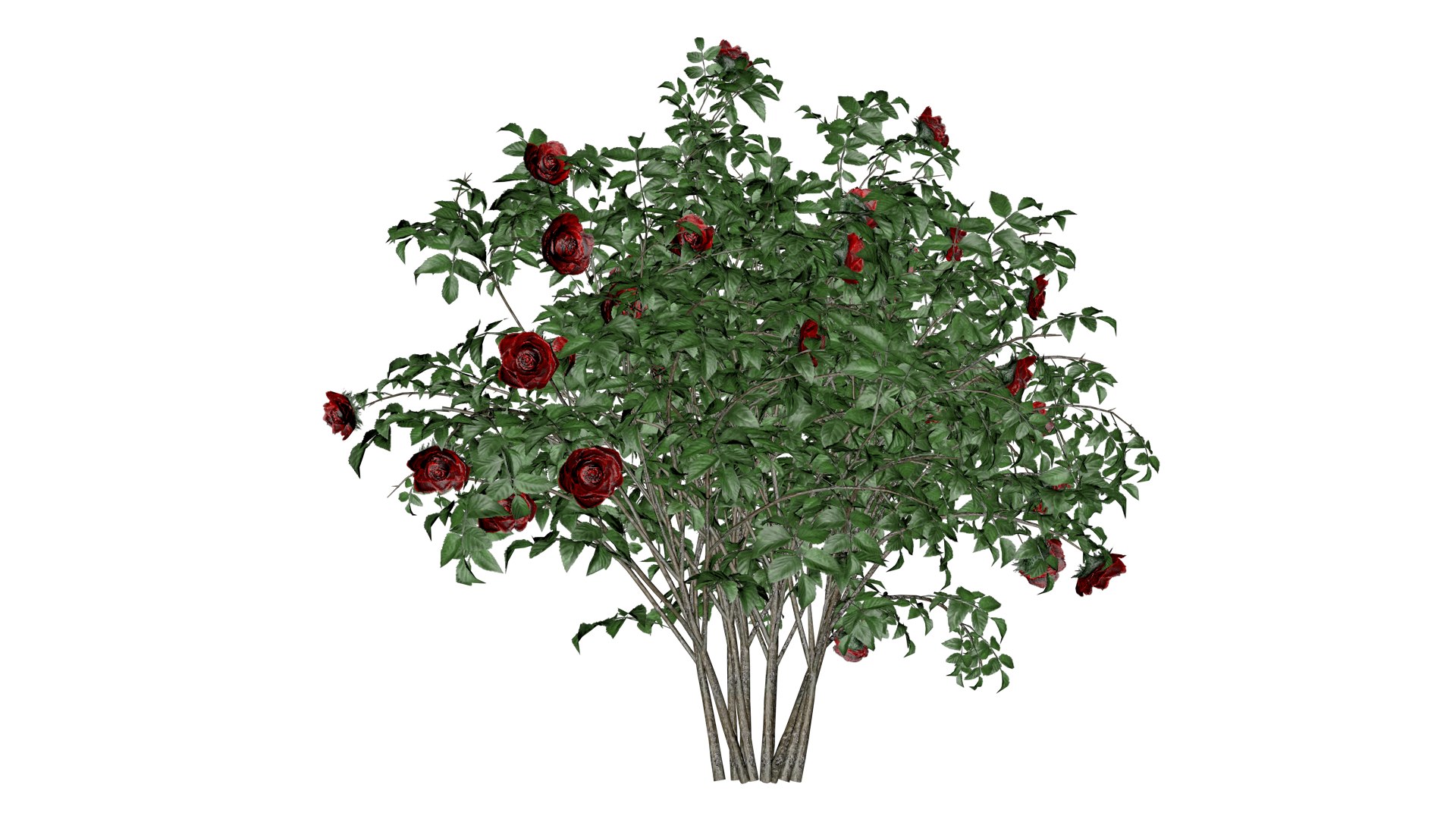 3D Red Rose Bush - 01 - Model - TurboSquid 2372844