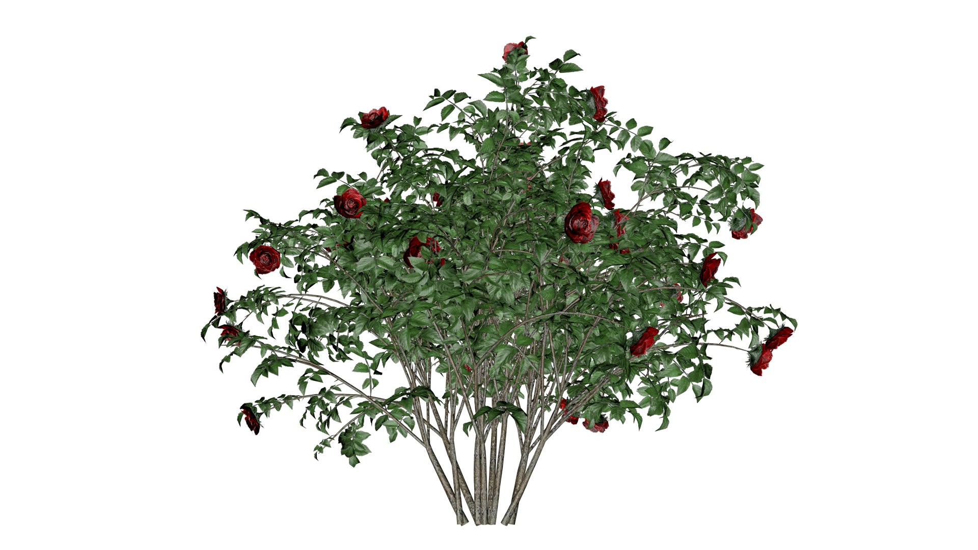 3D Red Rose Bush - 01 - Model - TurboSquid 2372844