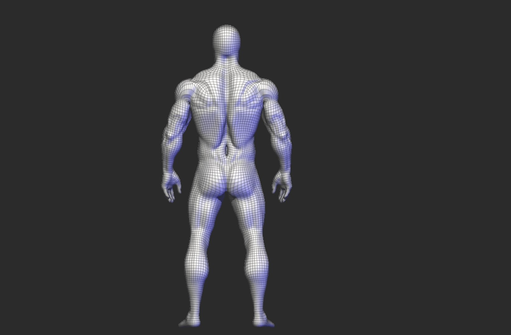 Free Anatomy Zbrush Model - TurboSquid 1526244