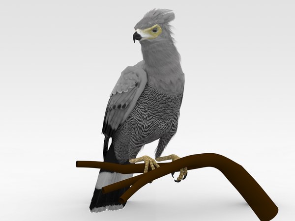 Hawk 3D Models for Download | TurboSquid