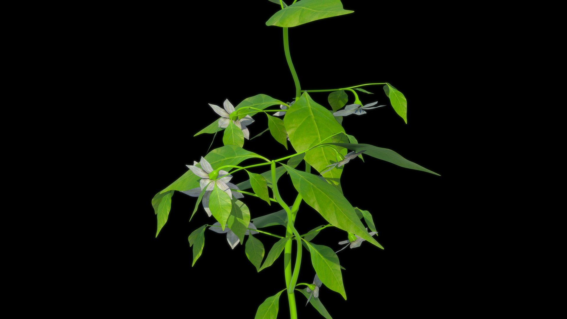 3D Chili Flower Plant Model - TurboSquid 2210456