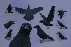 Animated Crow 3D Models For Download | TurboSquid