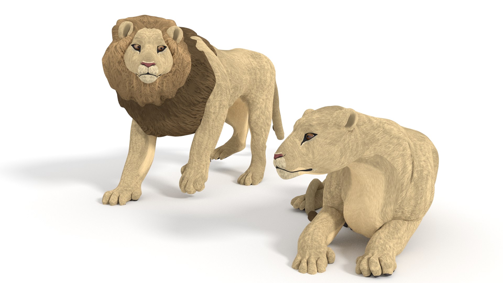 3d Pack Lions Model