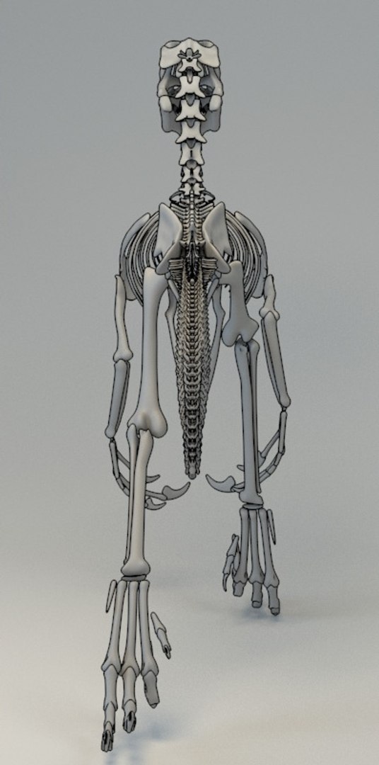 3D Deinonychus Skeleton Fossil Model - TurboSquid 1280085