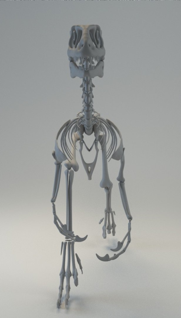 3D Deinonychus Skeleton Fossil Model - TurboSquid 1280085