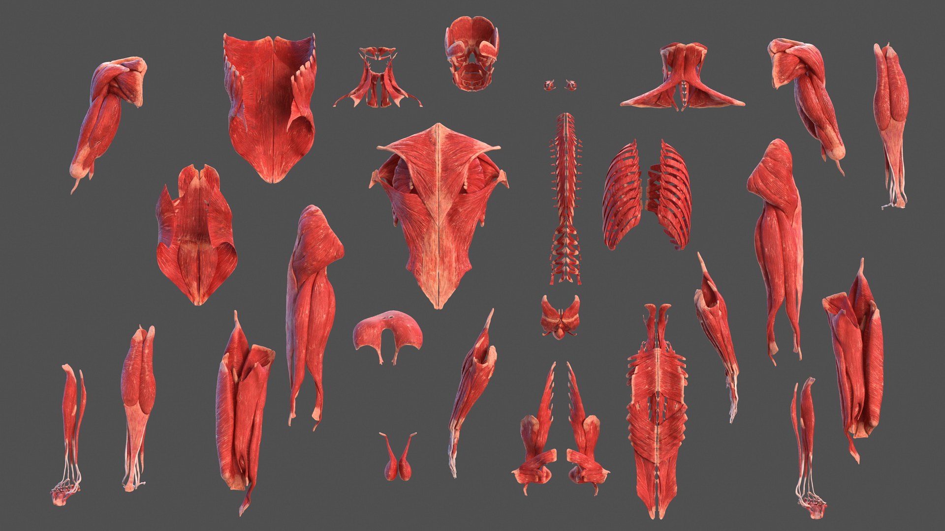 3D male muscular body - TurboSquid 1466728