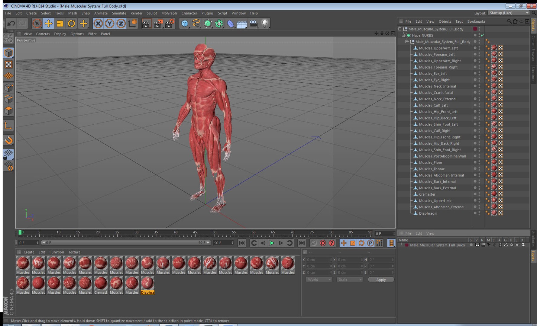 3D male muscular body - TurboSquid 1466728