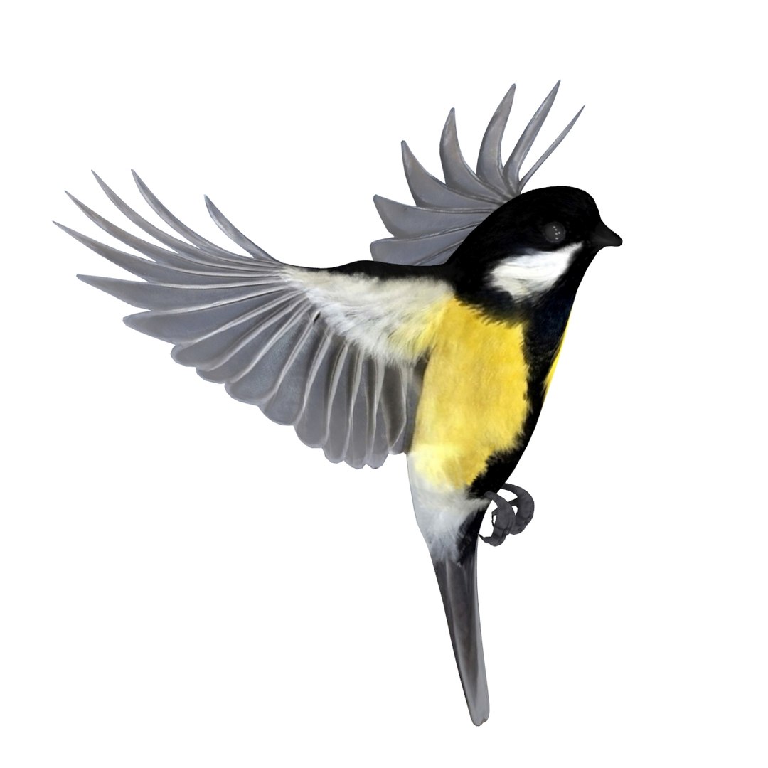 3D Titmouse Tit - TurboSquid 1196607
