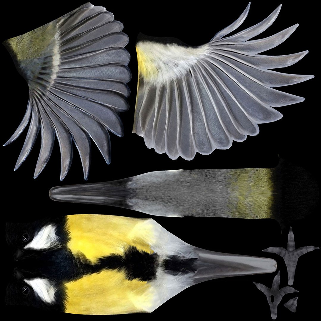 3D Titmouse Tit - TurboSquid 1196607