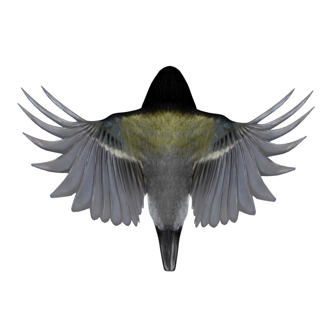 3D Titmouse Tit - TurboSquid 1196607