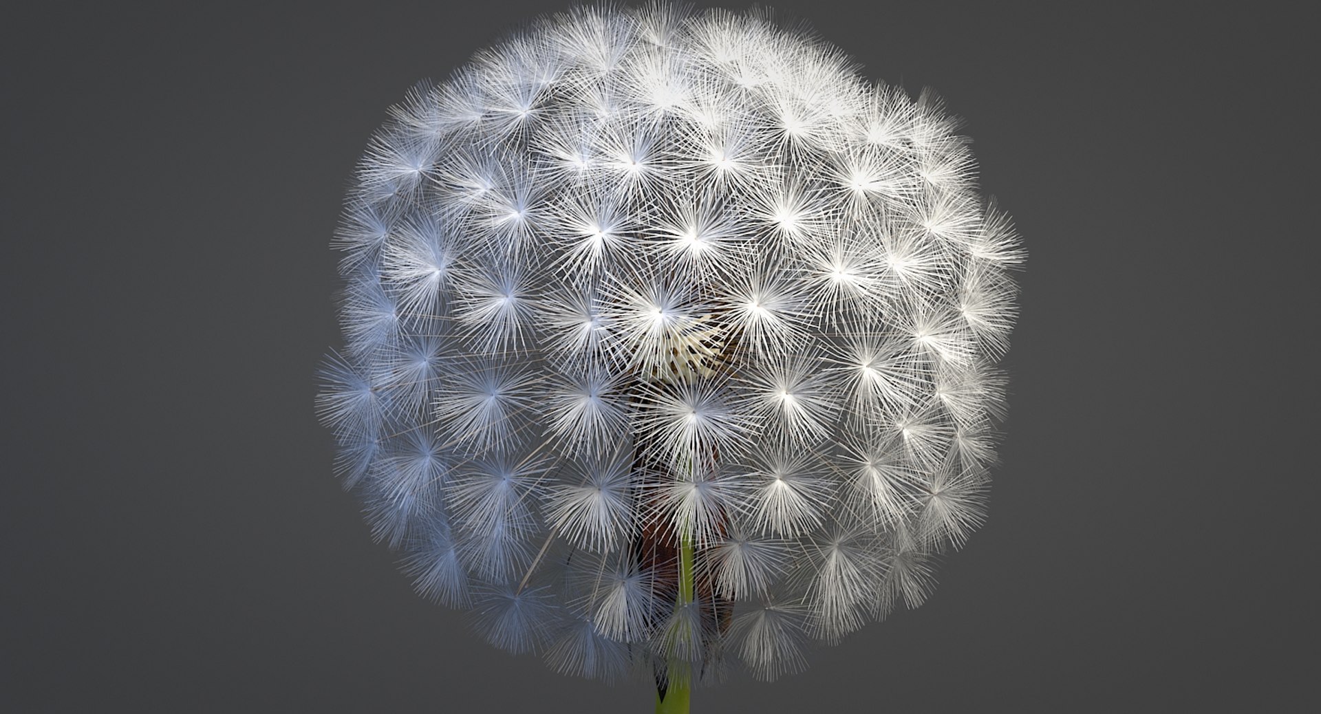 Realistic Dandelion 3D - TurboSquid 1244409