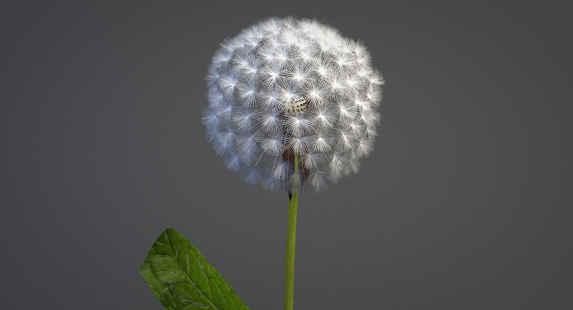3d dandelion