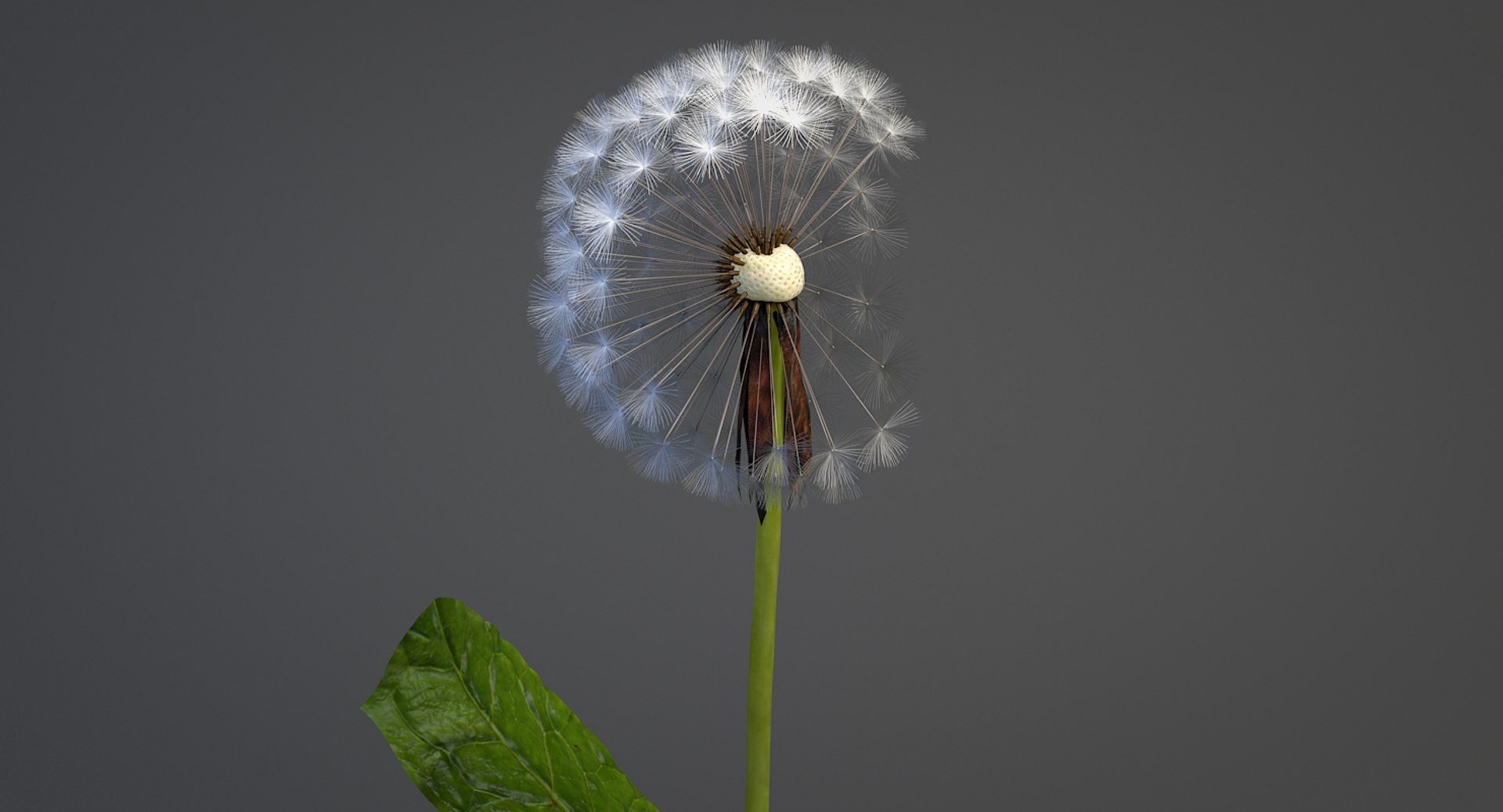 Realistic Dandelion 3D - TurboSquid 1244409