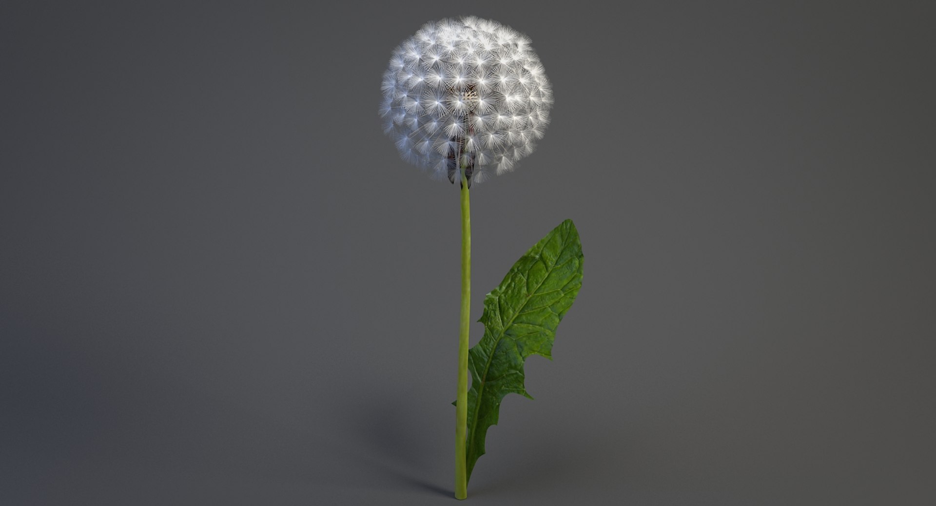 dandelion 3d print