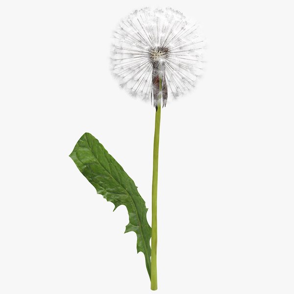Realistic dandelion 3D - TurboSquid 1244409