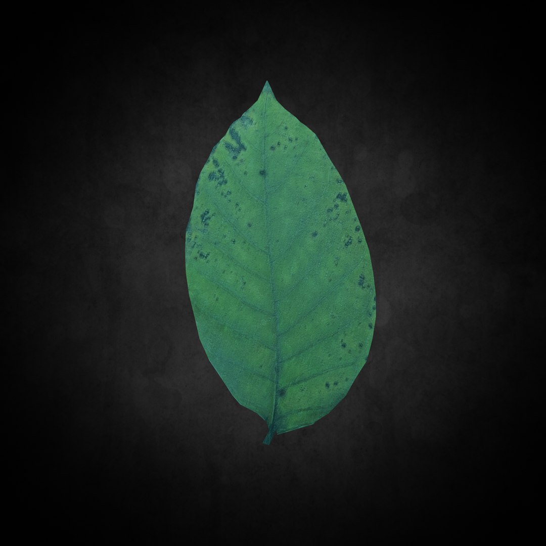 Low Poly Leaf 049 3D model - TurboSquid 1852407