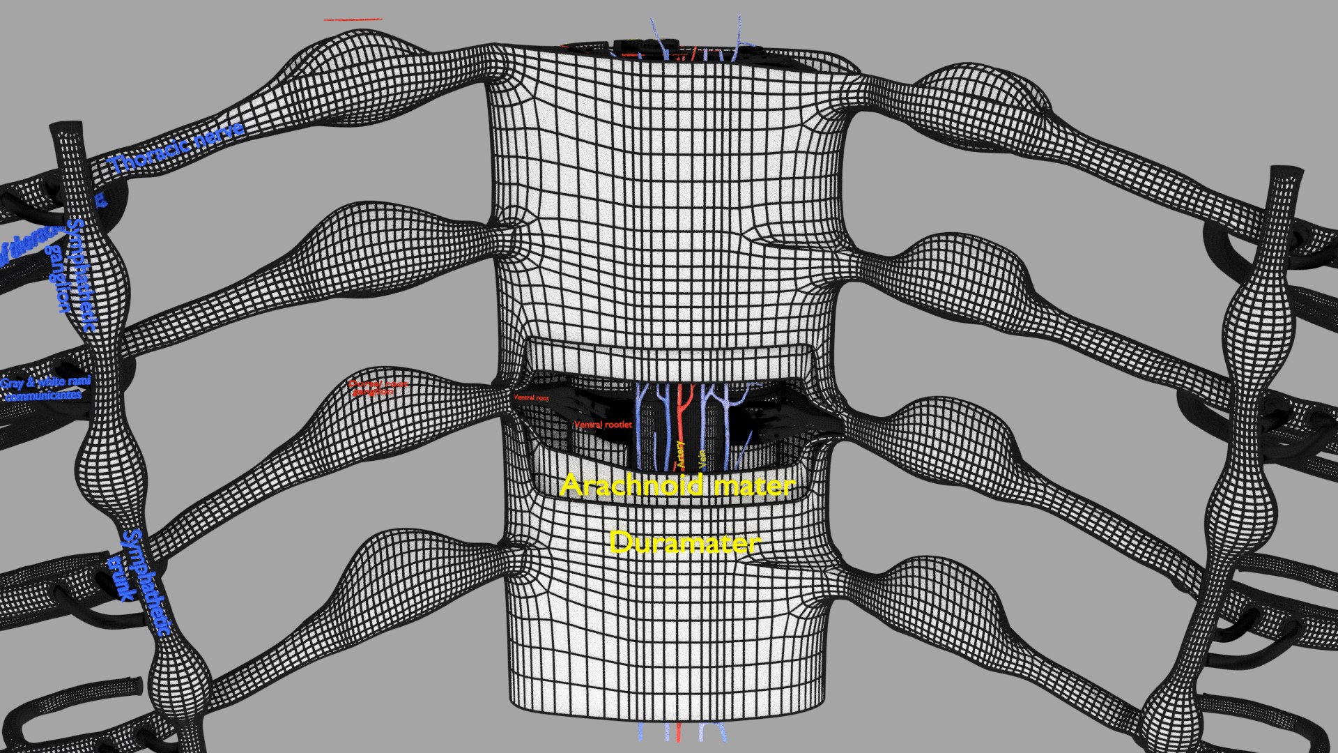 3D Spinal Cord Symphathetic Intercostal Nerve - TurboSquid 2166593