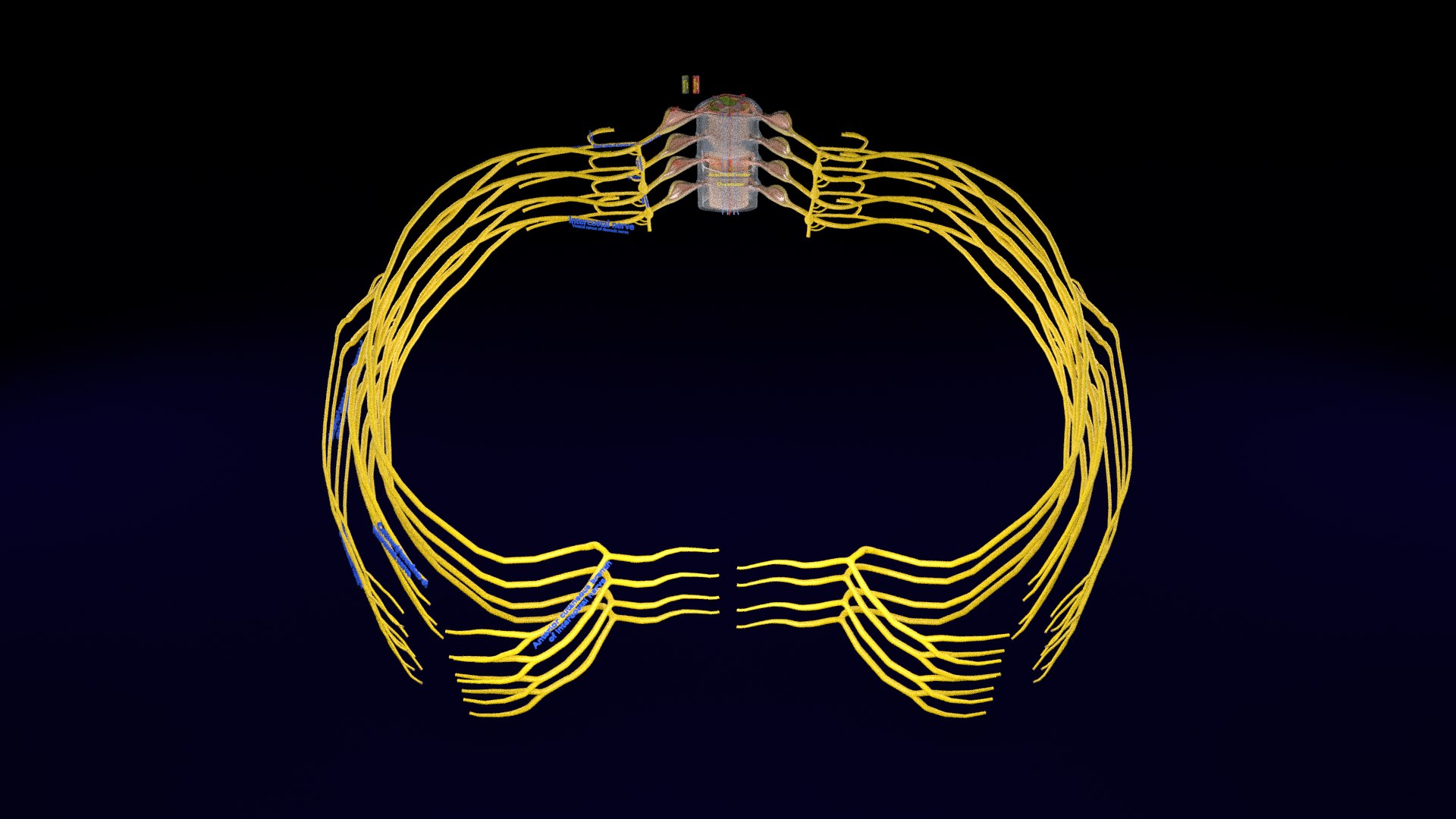 3D Spinal cord symphathetic intercostal nerve - TurboSquid 2166593
