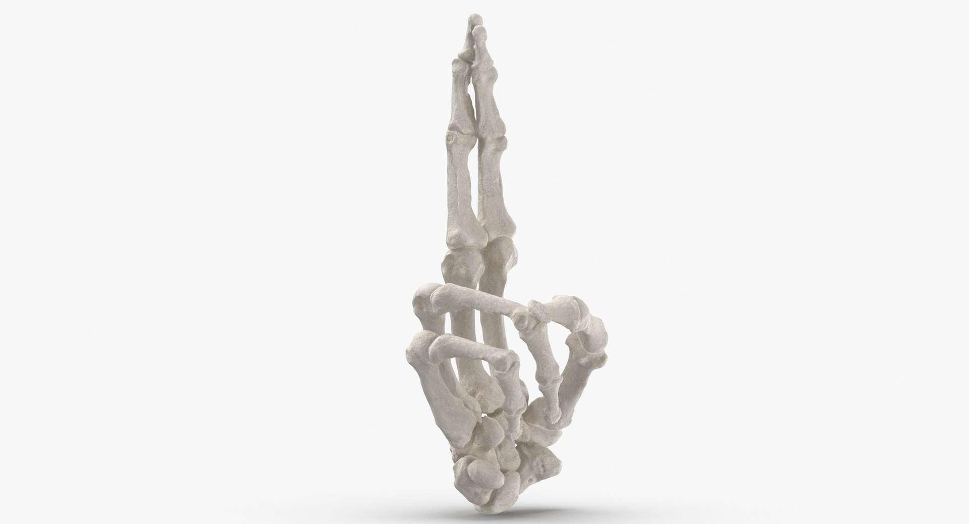 Human Hand Bones Good Luck Sign White And Yellow Collection 01 - 2 ...