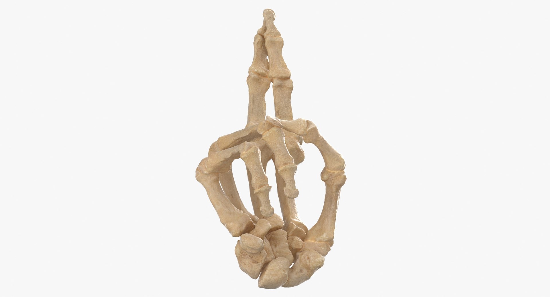Human Hand Bones Good Luck Sign White And Yellow Collection 01 - 2 ...