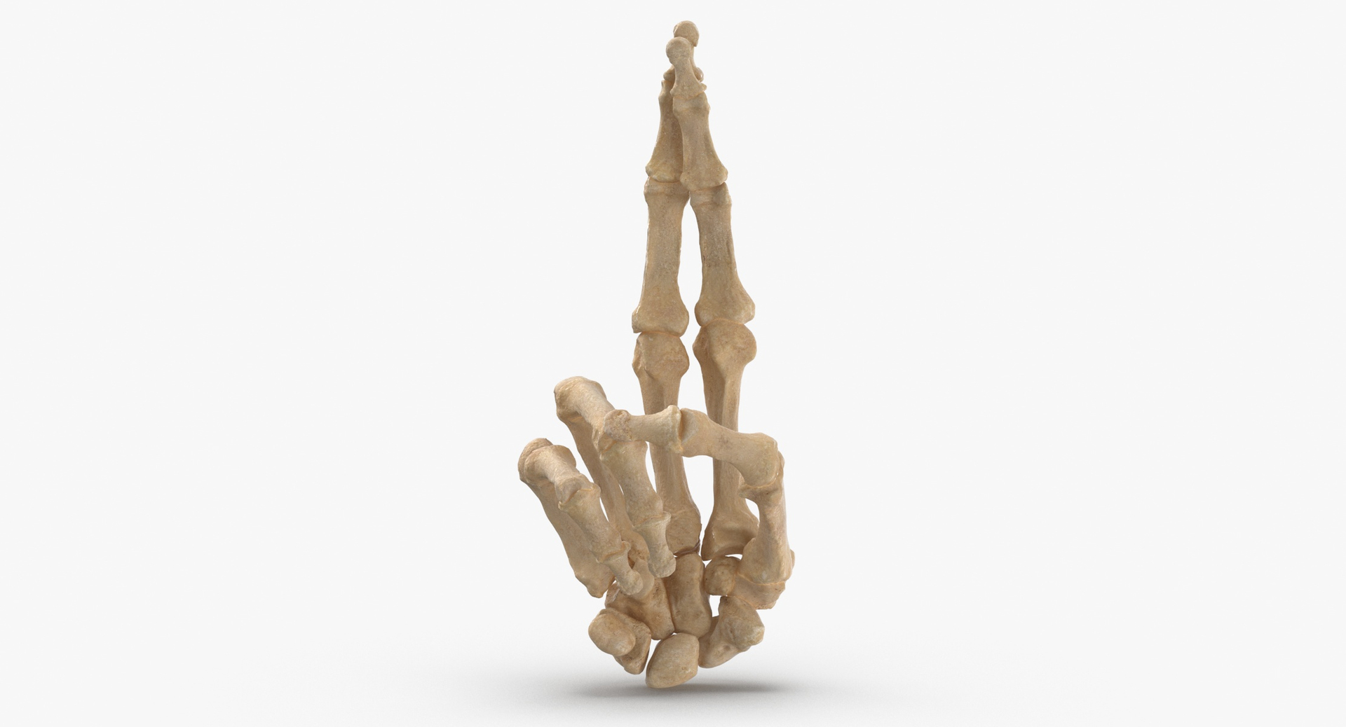 Human Hand Bones Good Luck Sign White And Yellow Collection 01 - 2 ...