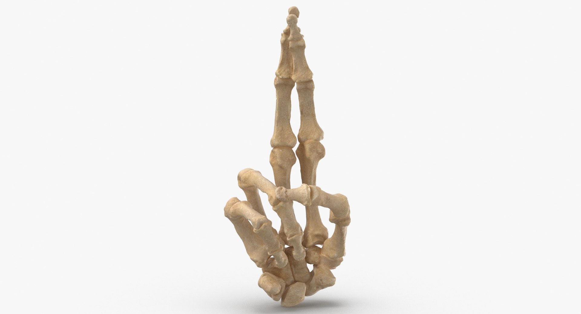 Human Hand Bones Good Luck Sign White And Yellow Collection 01 - 2 ...