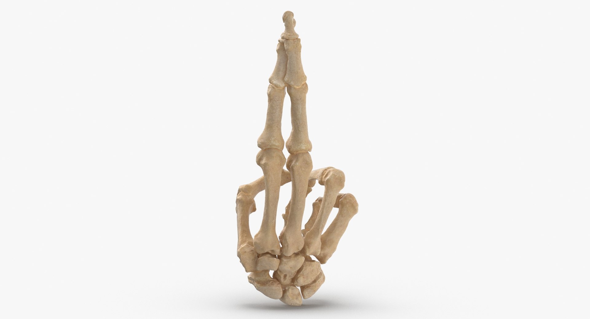 Human Hand Bones Good Luck Sign White And Yellow Collection 01 - 2 ...