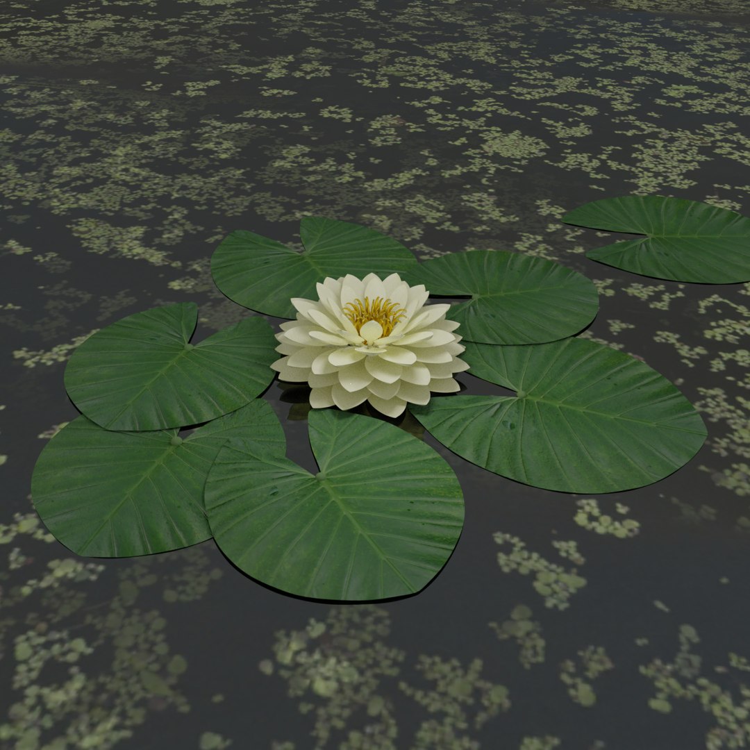 3D Model Water Lily - TurboSquid 1268725
