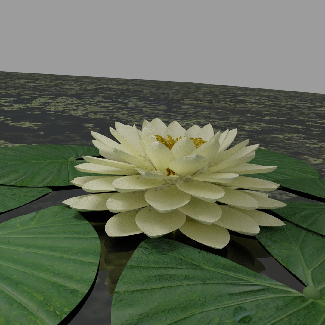 3D Model Water Lily - TurboSquid 1268725