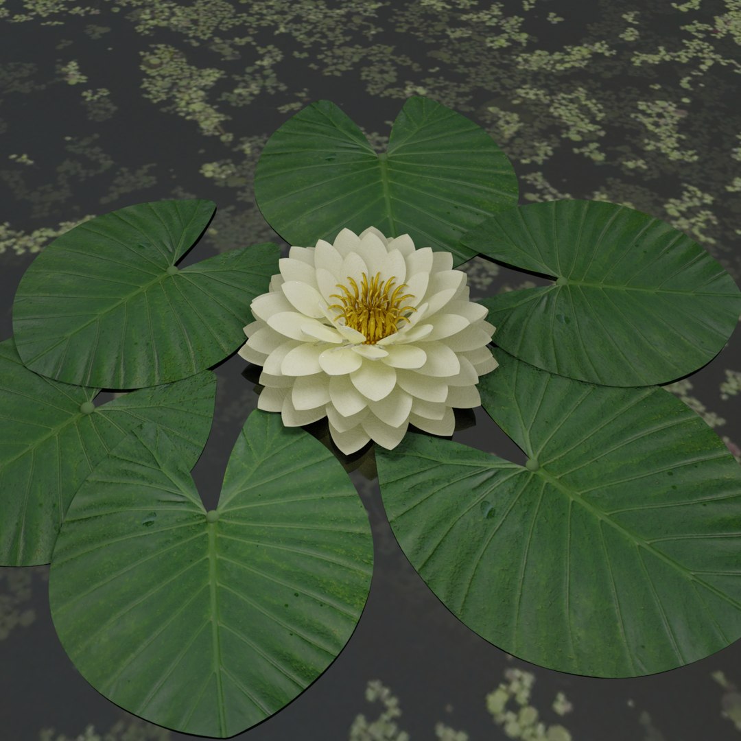 3D Model Water Lily - TurboSquid 1268725