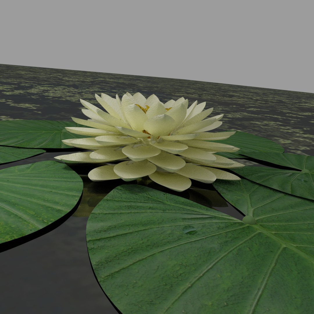 3D Model Water Lily - TurboSquid 1268725